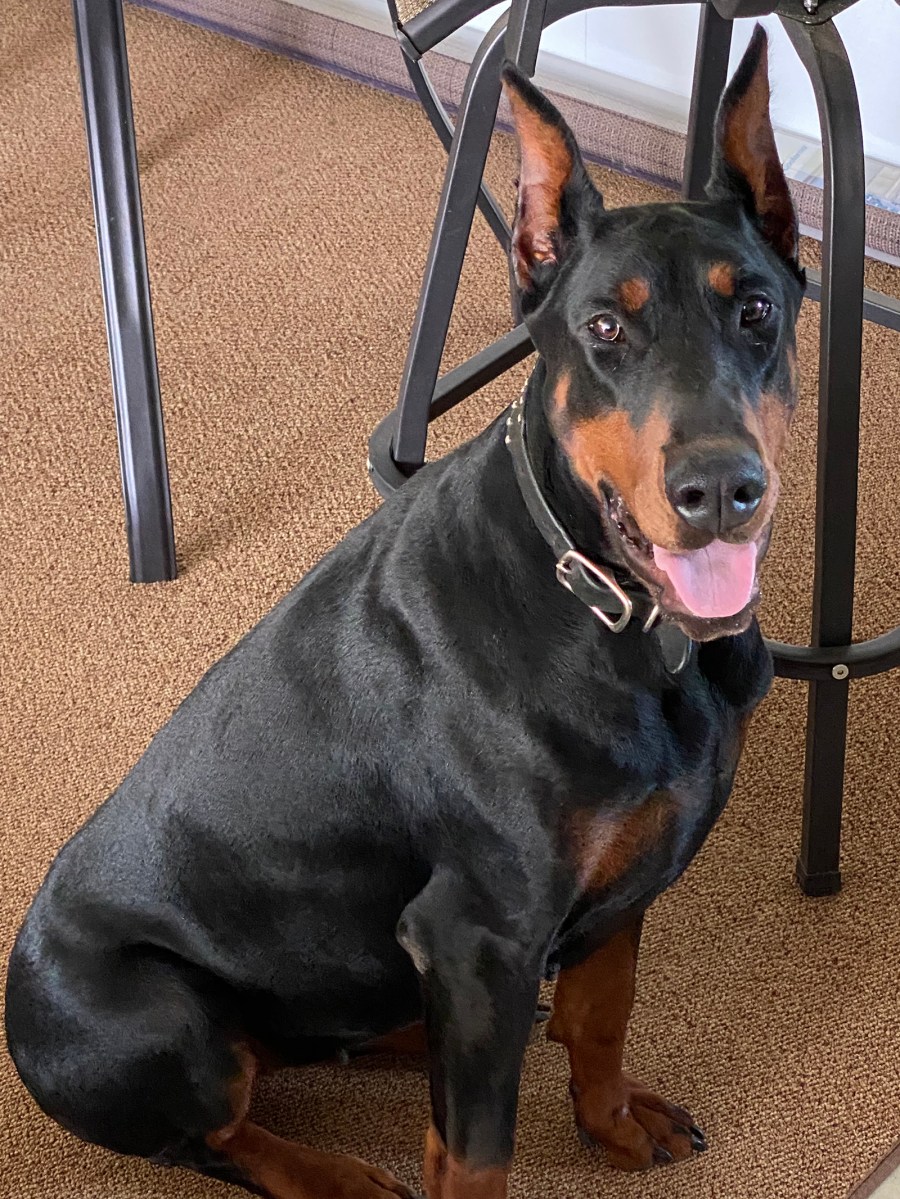 Photo Gallery – DW Doberman Farm