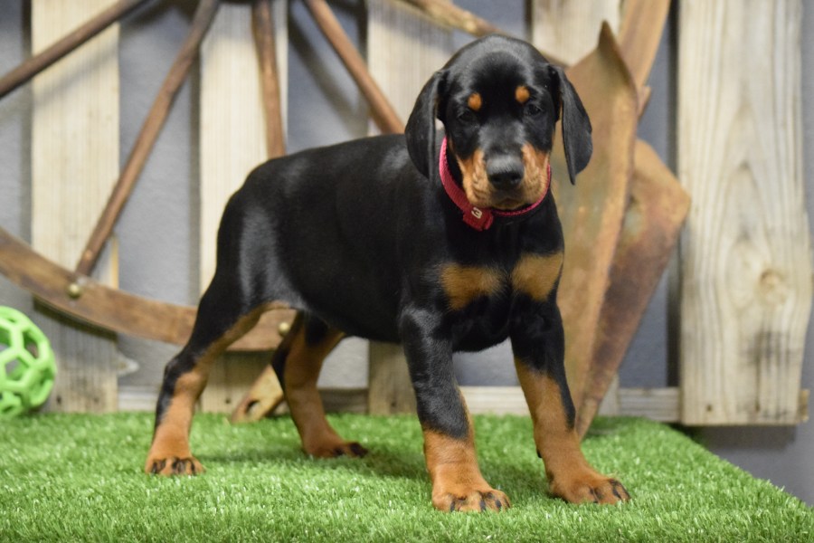 Photo Gallery – DW Doberman Farm