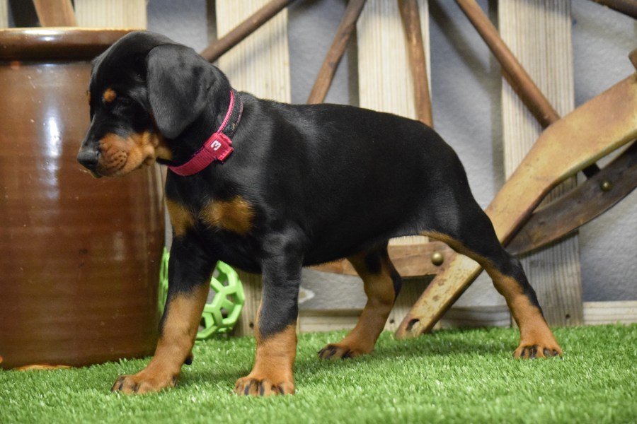 Photo Gallery – DW Doberman Farm