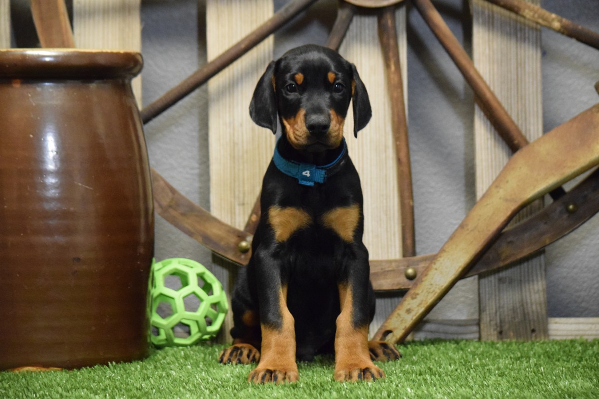 Photo Gallery – DW Doberman Farm