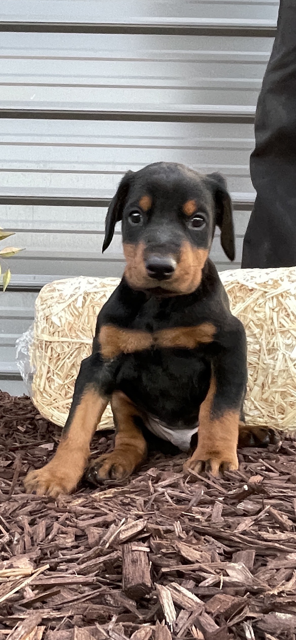 Pure European Male Puppies – Natasha’s Litter – DW Doberman Farm
