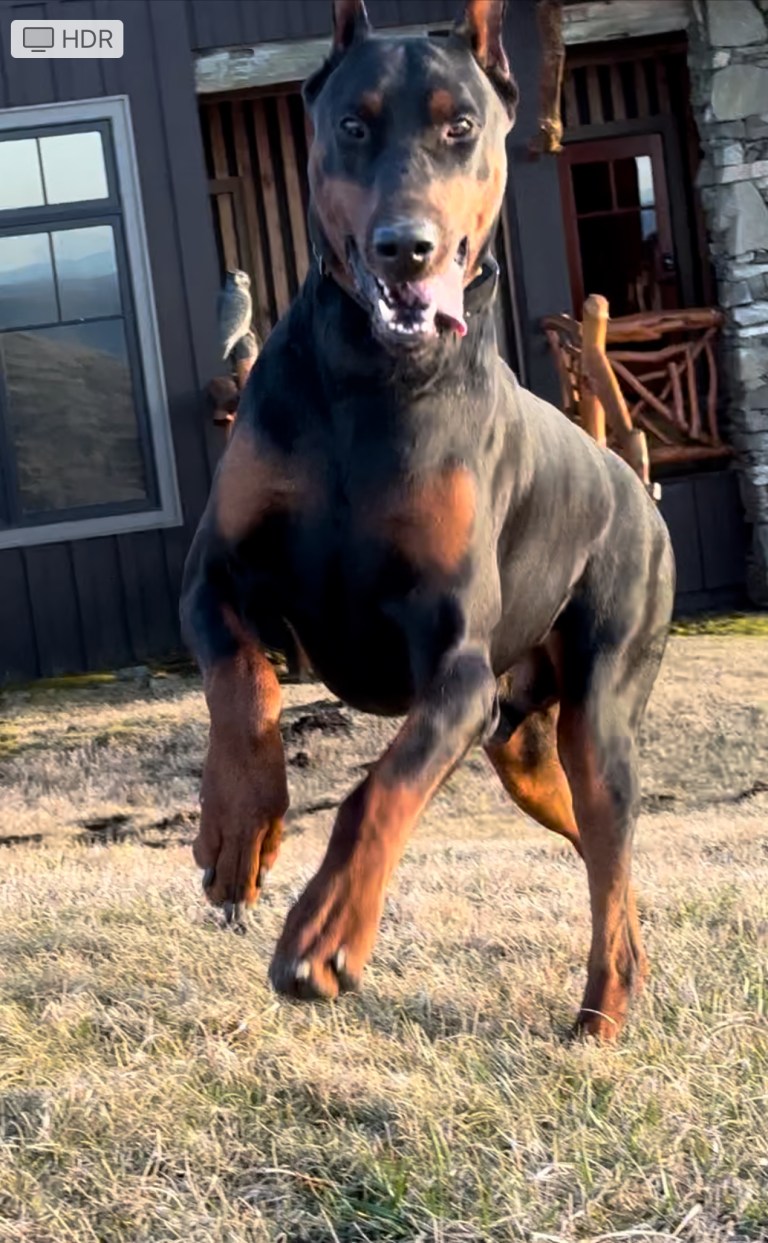 DW Doberman Farm – European Dobermans